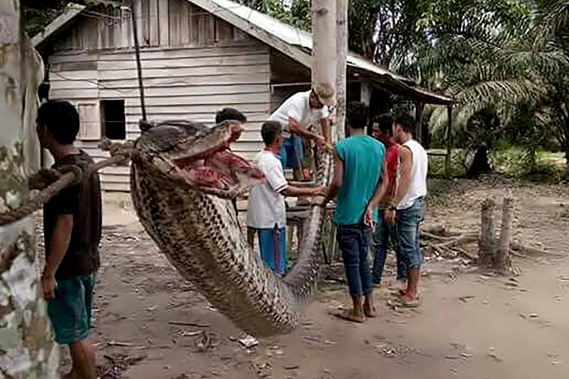 Indonesian man's arm nearly bitten off as he tries to catch giant ...