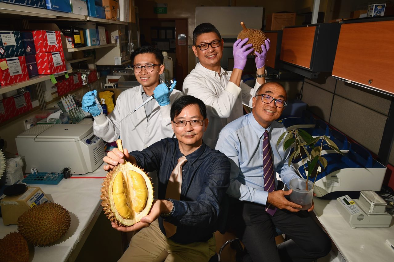 Cracking the durian's genetic code | The Straits Times