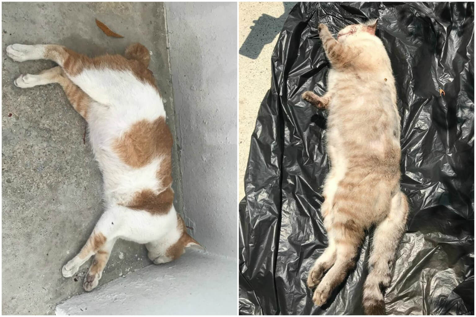 AVA investigating two more cases of dead cats found in Yishun | The ...