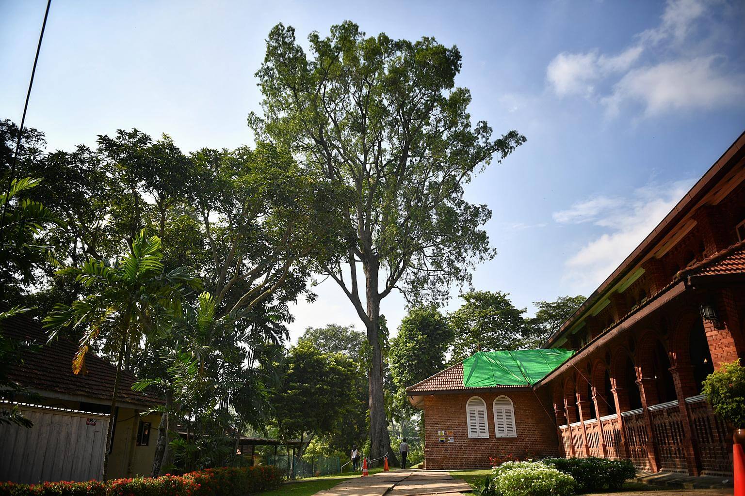 Hundred-year-old tembusu tree at St George's Church to be felled over ...