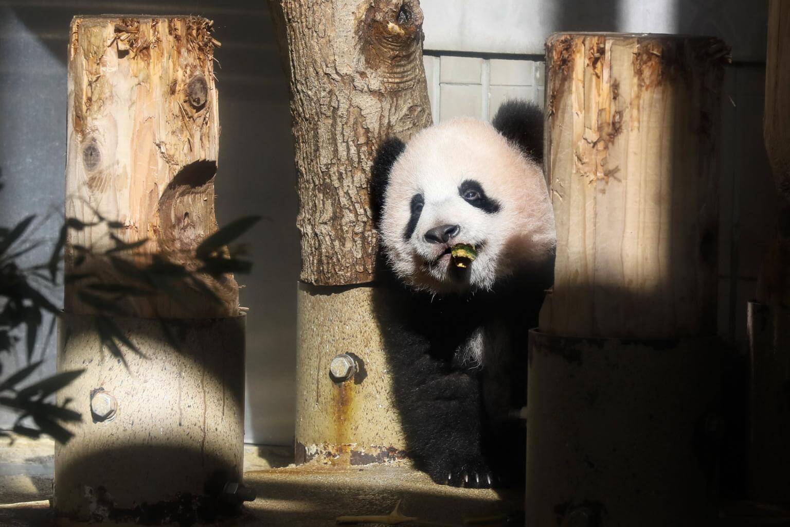Baby panda Xiang Xiang makes press debut at Japan zoo | The Straits Times