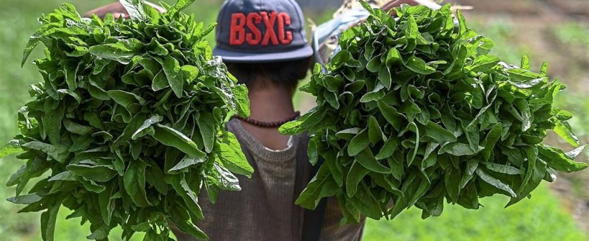 Vegetable-forward dining: The new way to eat | The Straits Times