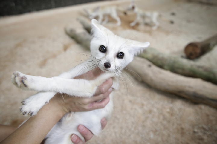 ST Scroll Back: 5 ways animals and humans survive apocalyptic weather ...