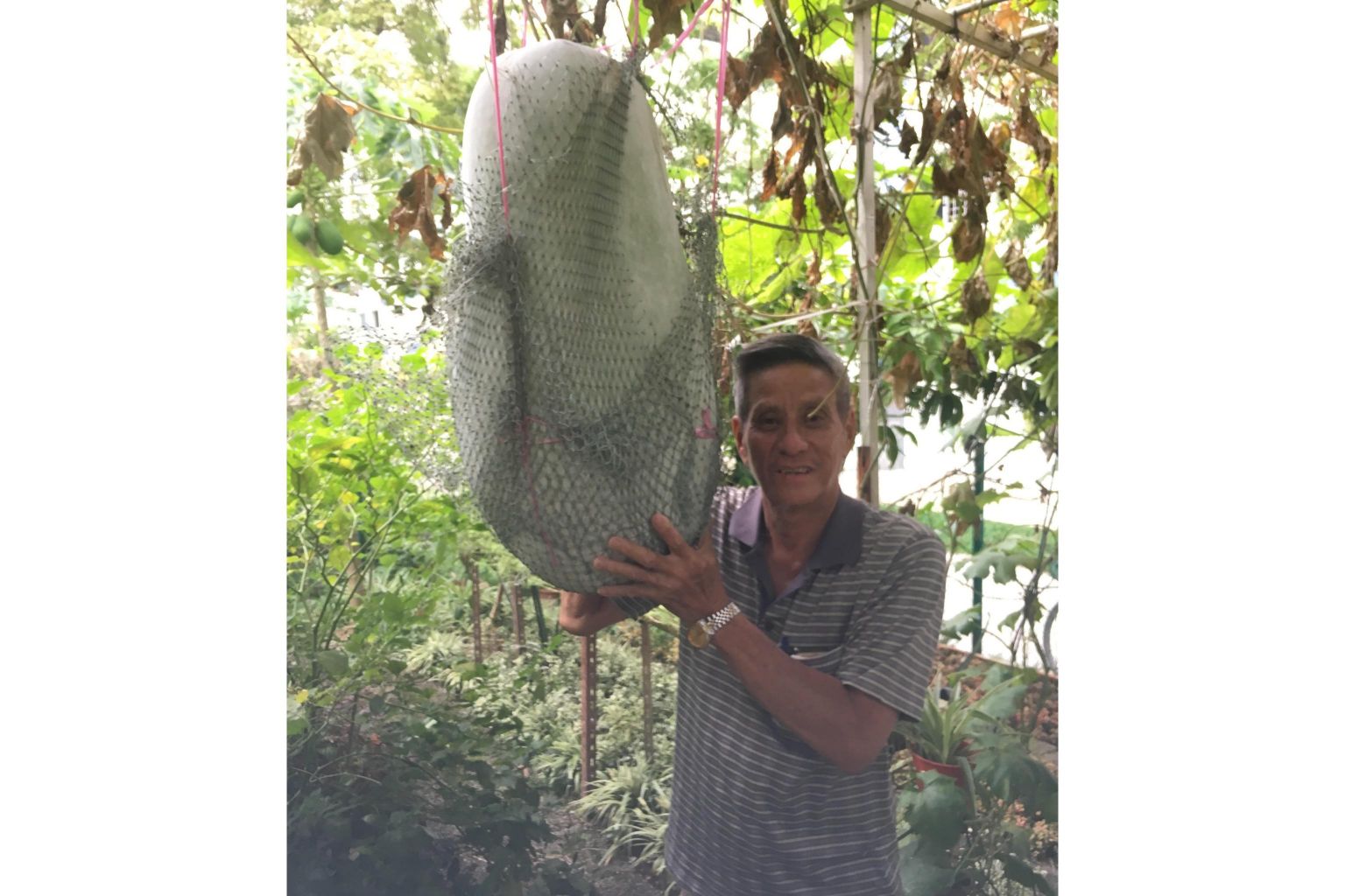 Retiree grows 32kg winter melon in Bukit Batok community garden ...
