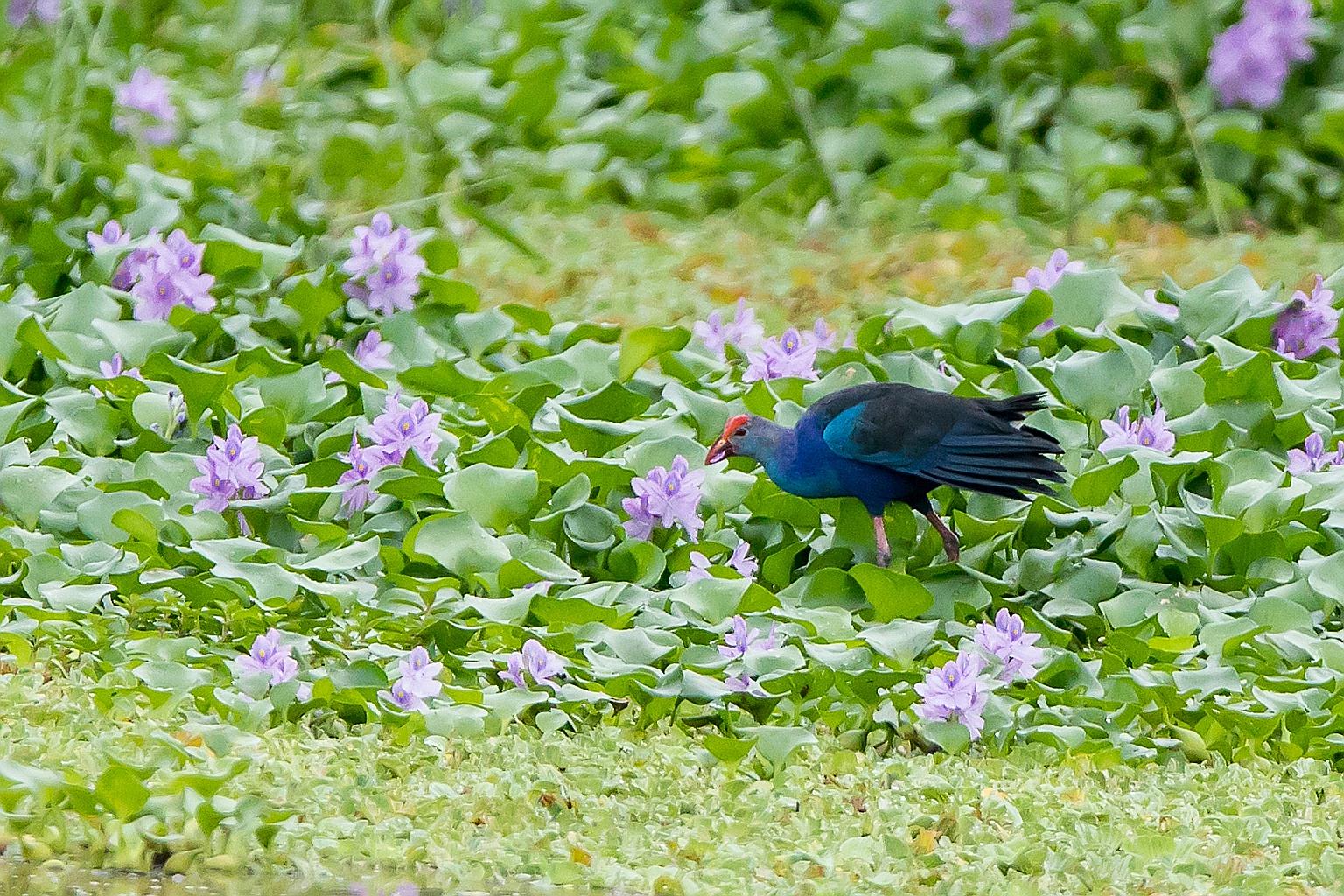 Kranji Marshes: A beacon for bird lovers | The Straits Times