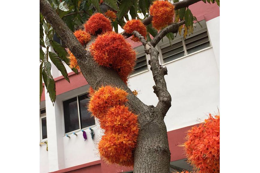 Trees bloom with orange-red flower clusters, attract curious Choa Chu ...