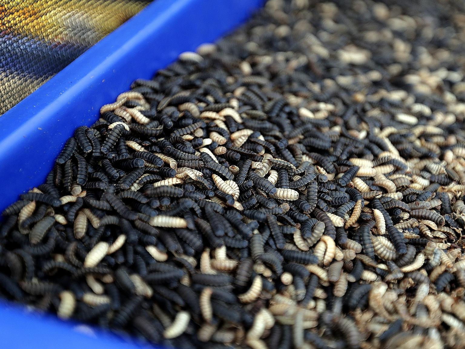 Fly farm's hungry maggots are fertiliser producers and food rolled into ...