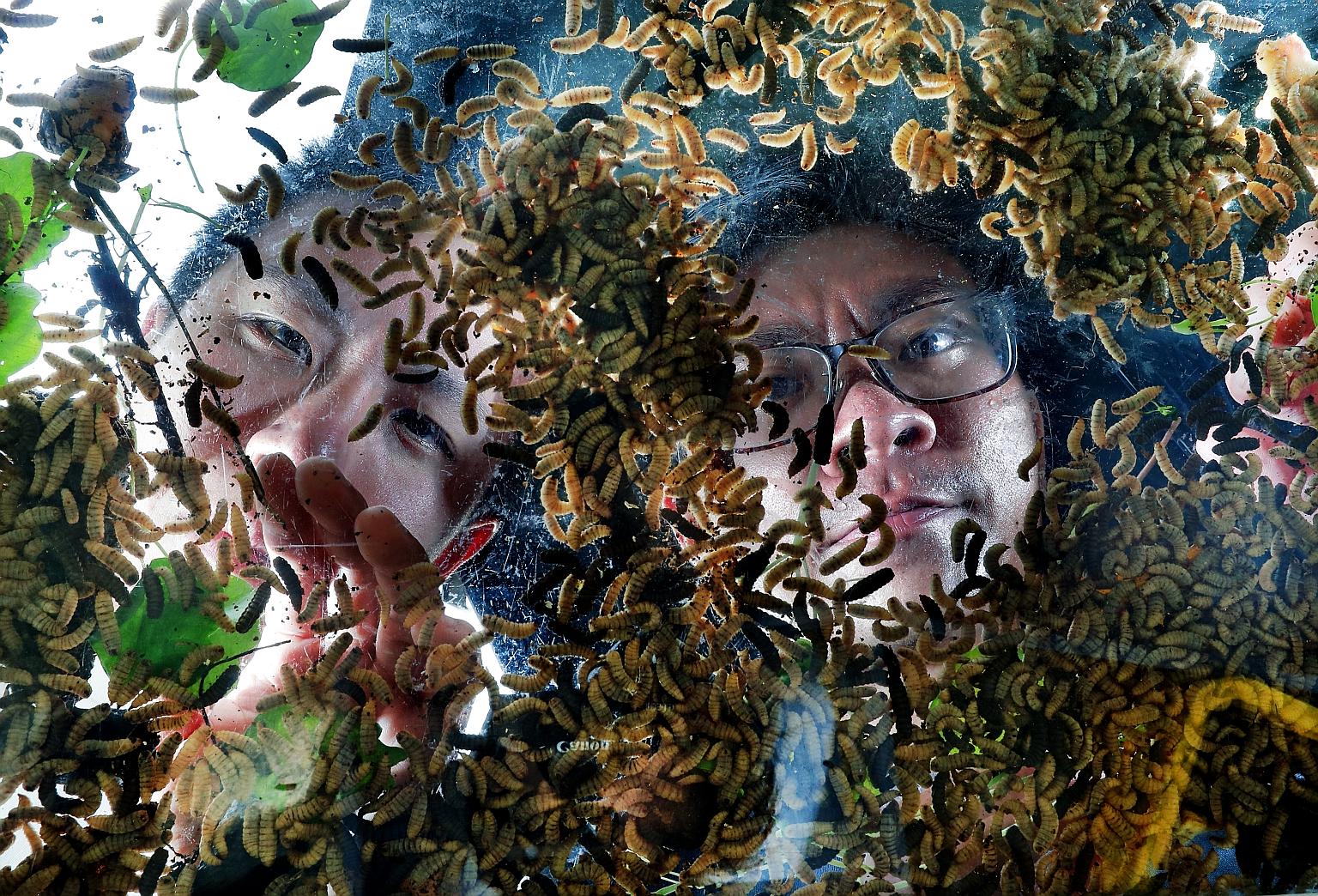 Fly farm's hungry maggots are fertiliser producers and food rolled into ...