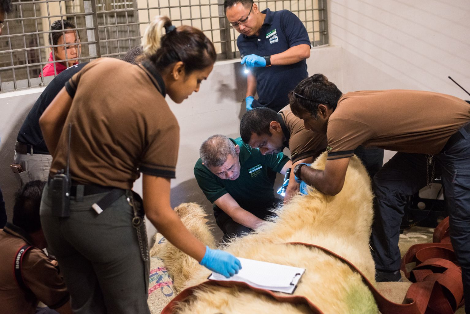 Inuka died surrounded by his keepers: Singapore Zoo releases photos of ...