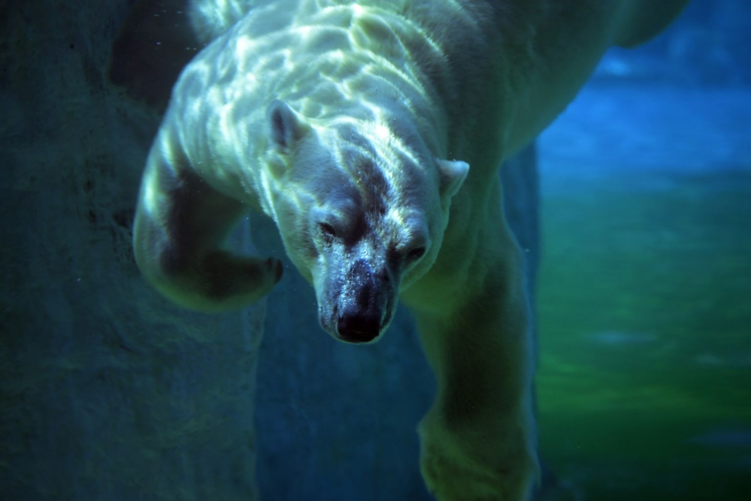 Singapore Zoo's Inuka the polar bear put down at 27 on 'humane and ...