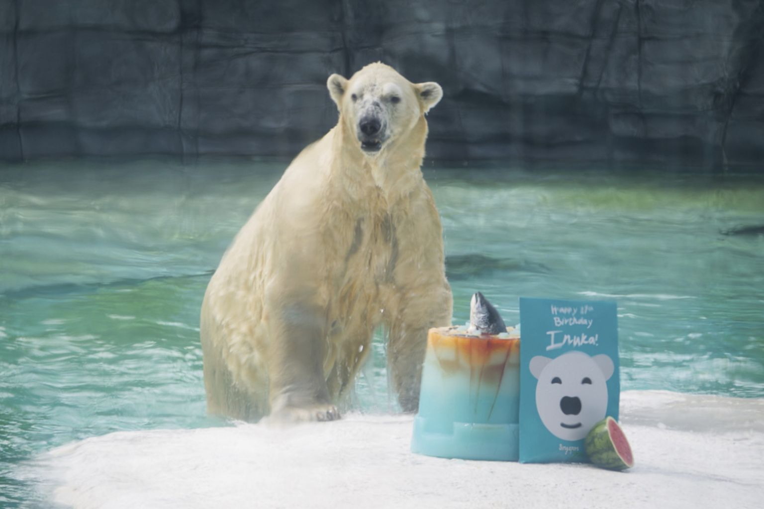 Singapore Zoo's Inuka the polar bear put down at 27 on 'humane and ...