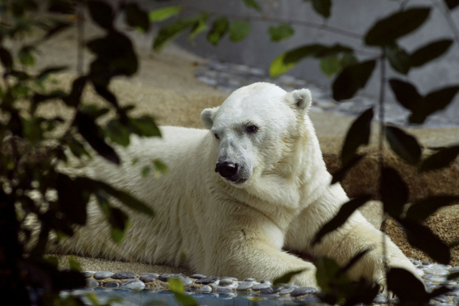 Singapore Zoo's Inuka the polar bear put down at 27 on 'humane and ...