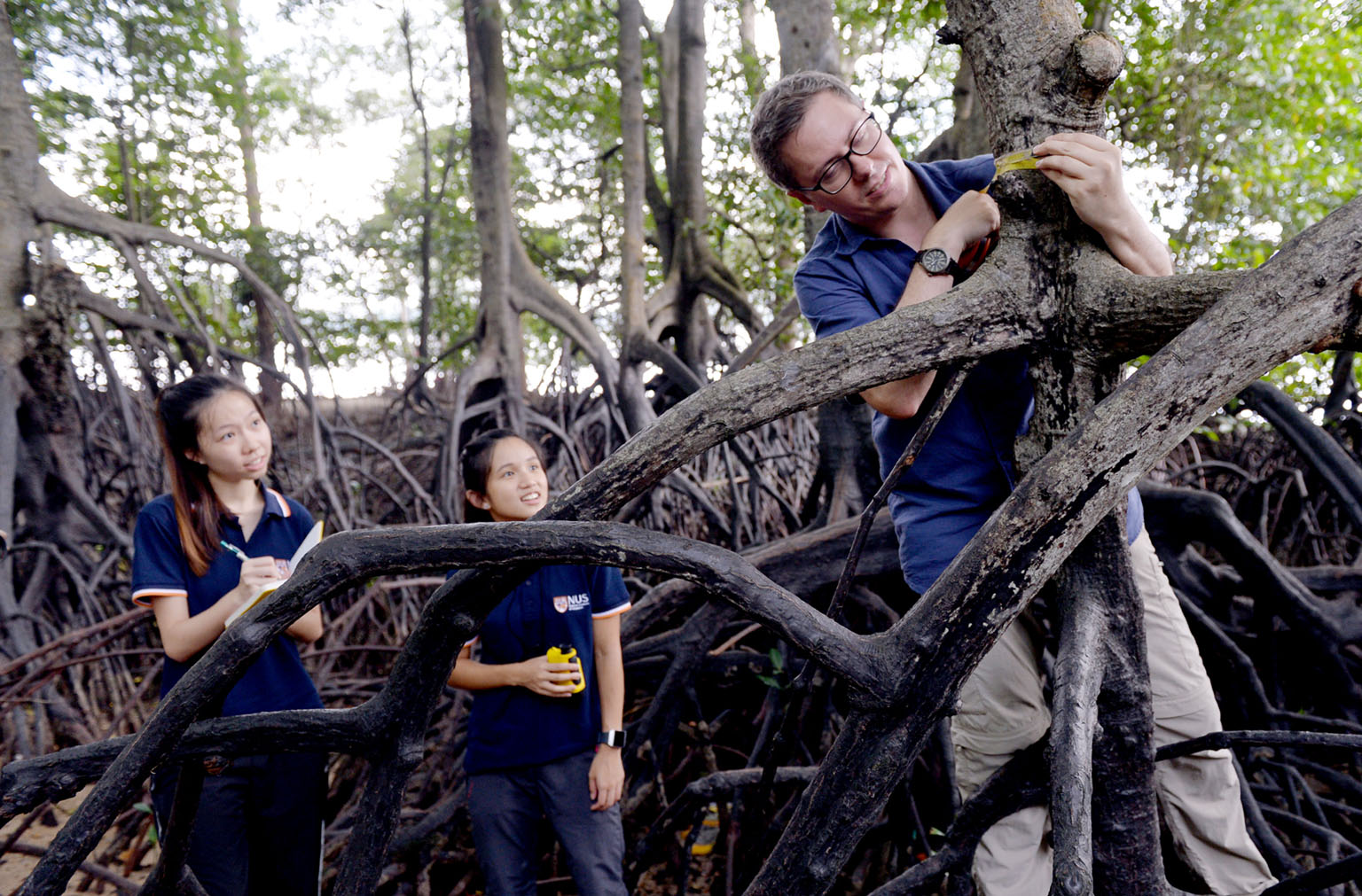 Knowing the value of mangroves: Why these plants need to be conserved ...