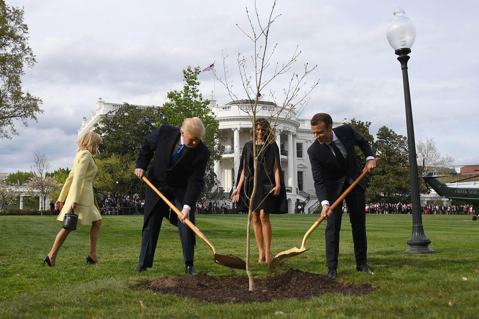 Tree planted by Emmanuel Macron and Donald Trump at White House ...