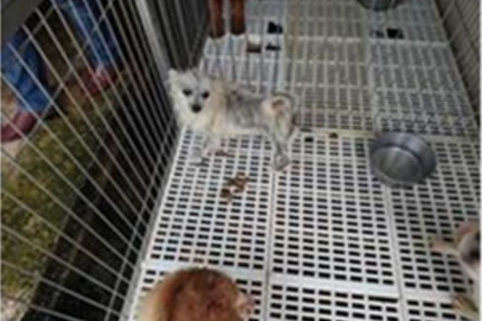 Man fined $48,000 for poor health condition of dogs at Pretty Pets ...