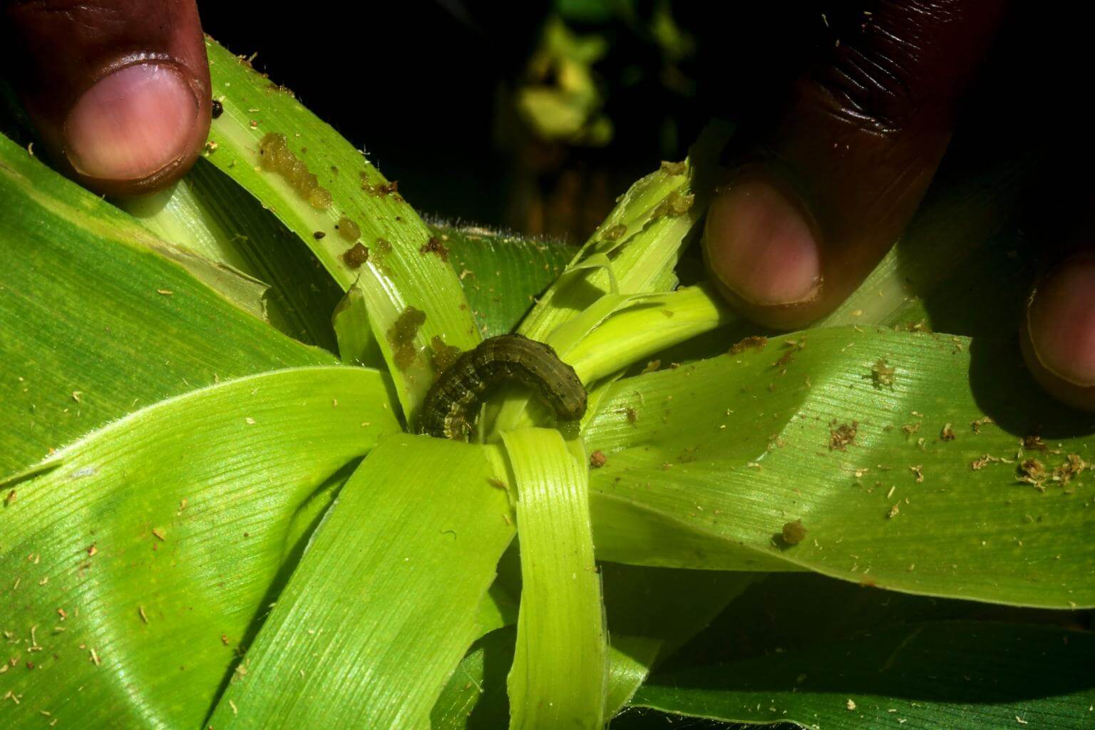 Africa struggles for weapons against armyworm curse | The Straits Times