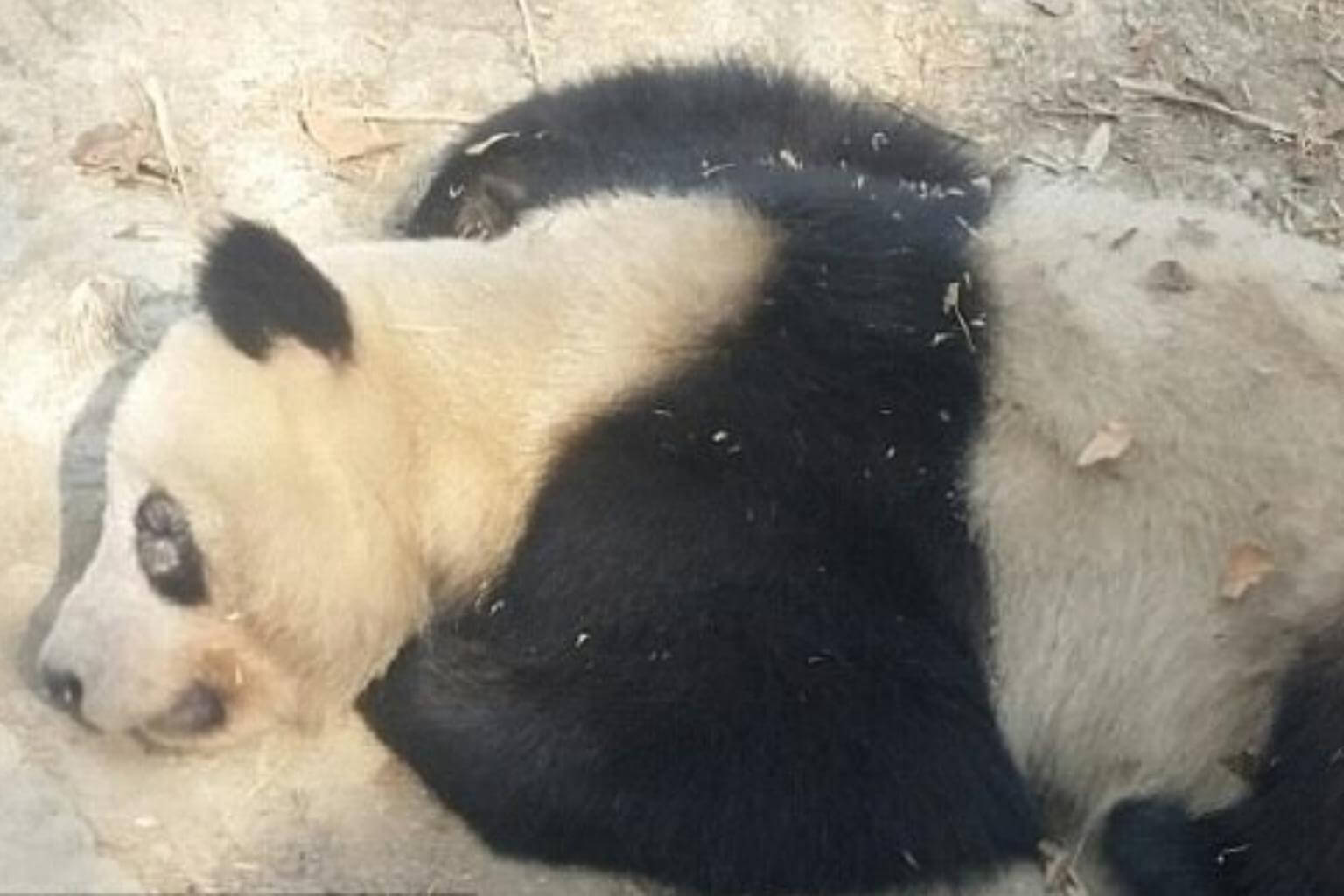Disease turns eye patches of Sichuan pandas from black to white | The ...
