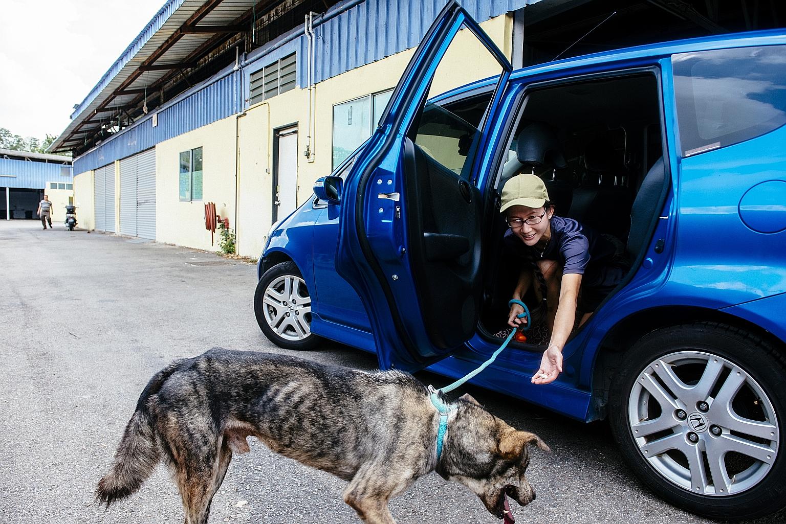 Shelter dogs get new digs in Sungei Tengah | The Straits Times