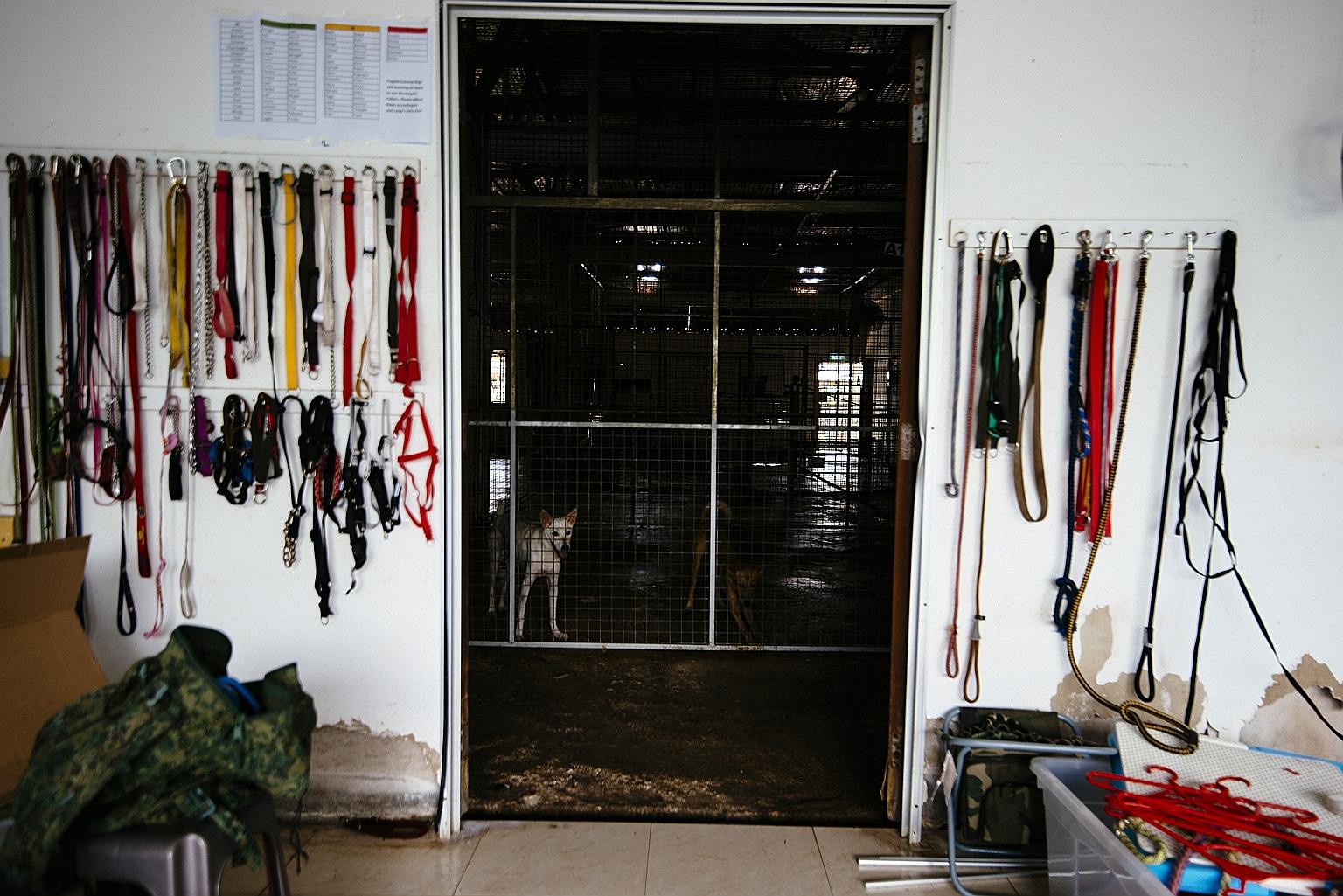 Shelter dogs get new digs in Sungei Tengah | The Straits Times
