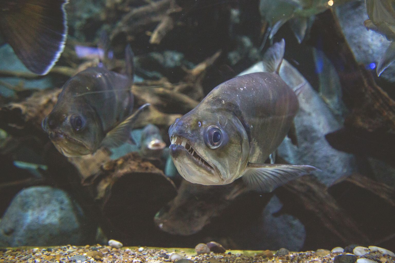 Vampire Fish Aquarium Predator Fish For Sale: Payara Vampire Tetra