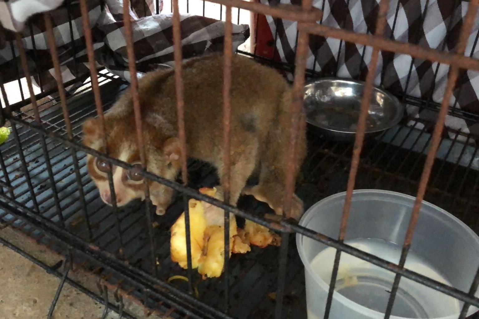 6 wild animals sold illegally at Sungei Tengah farm seized by AVA | The ...