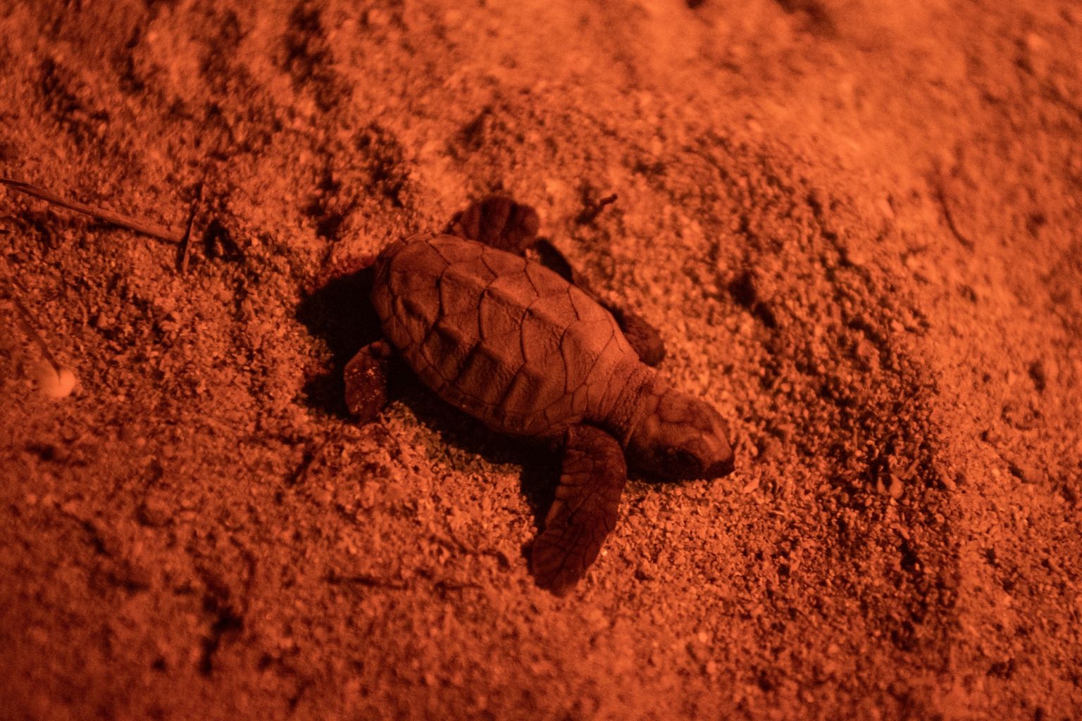 Almost 120 critically endangered turtles hatch at Raffles Lighthouse ...