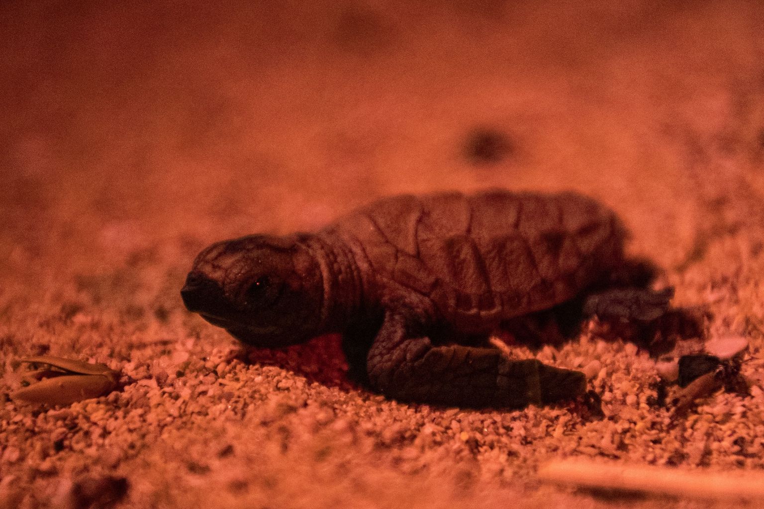 Almost 120 critically endangered turtles hatch at Raffles Lighthouse ...