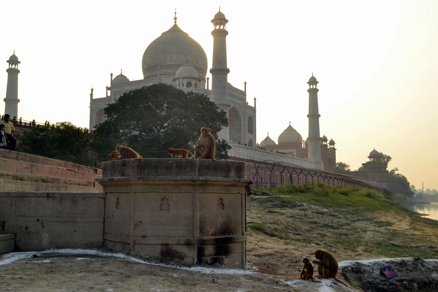 Monkeys run amok in India's corridors of power | The Straits Times