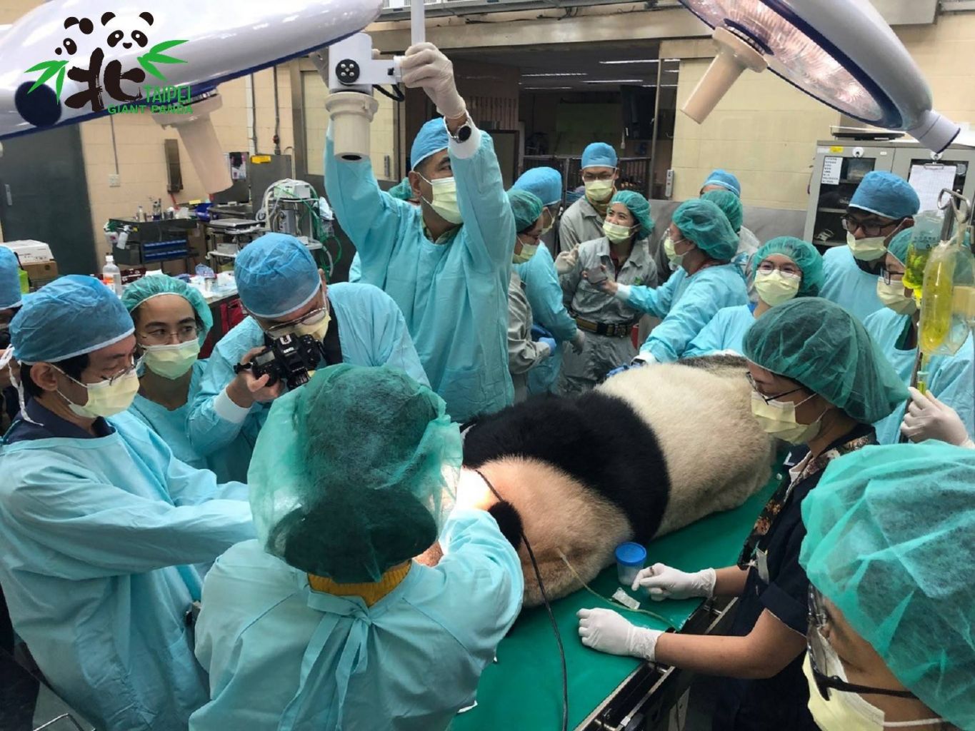 Taipei Zoo's Tuan Tuan is first giant panda in the world to get a ...