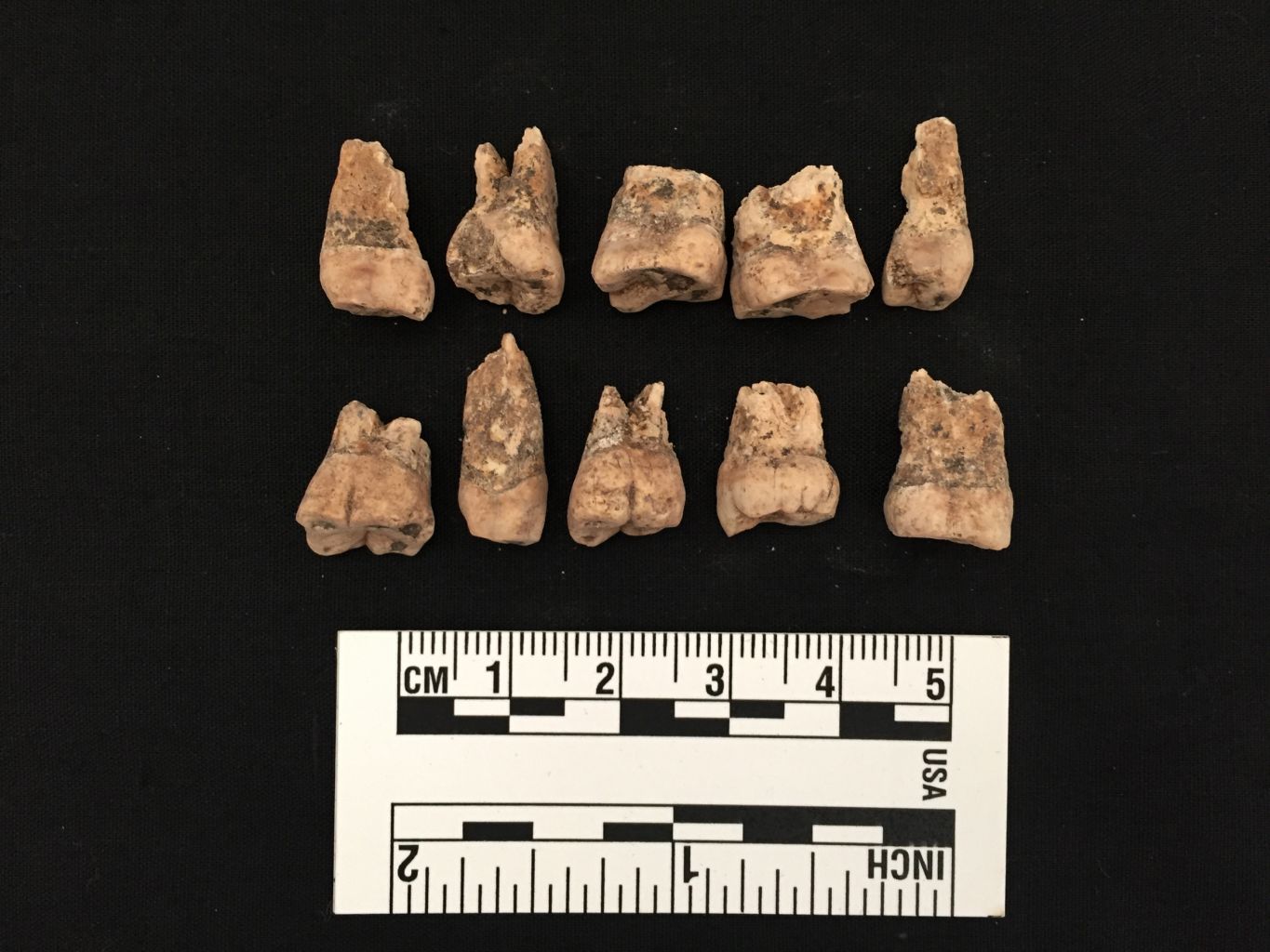 Teeth of early Singaporeans found at Victoria Concert Hall site | The ...