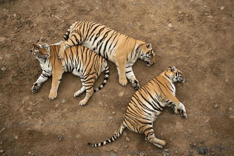 Profit-hungry tiger breeders behind push to lift China's trading ban ...