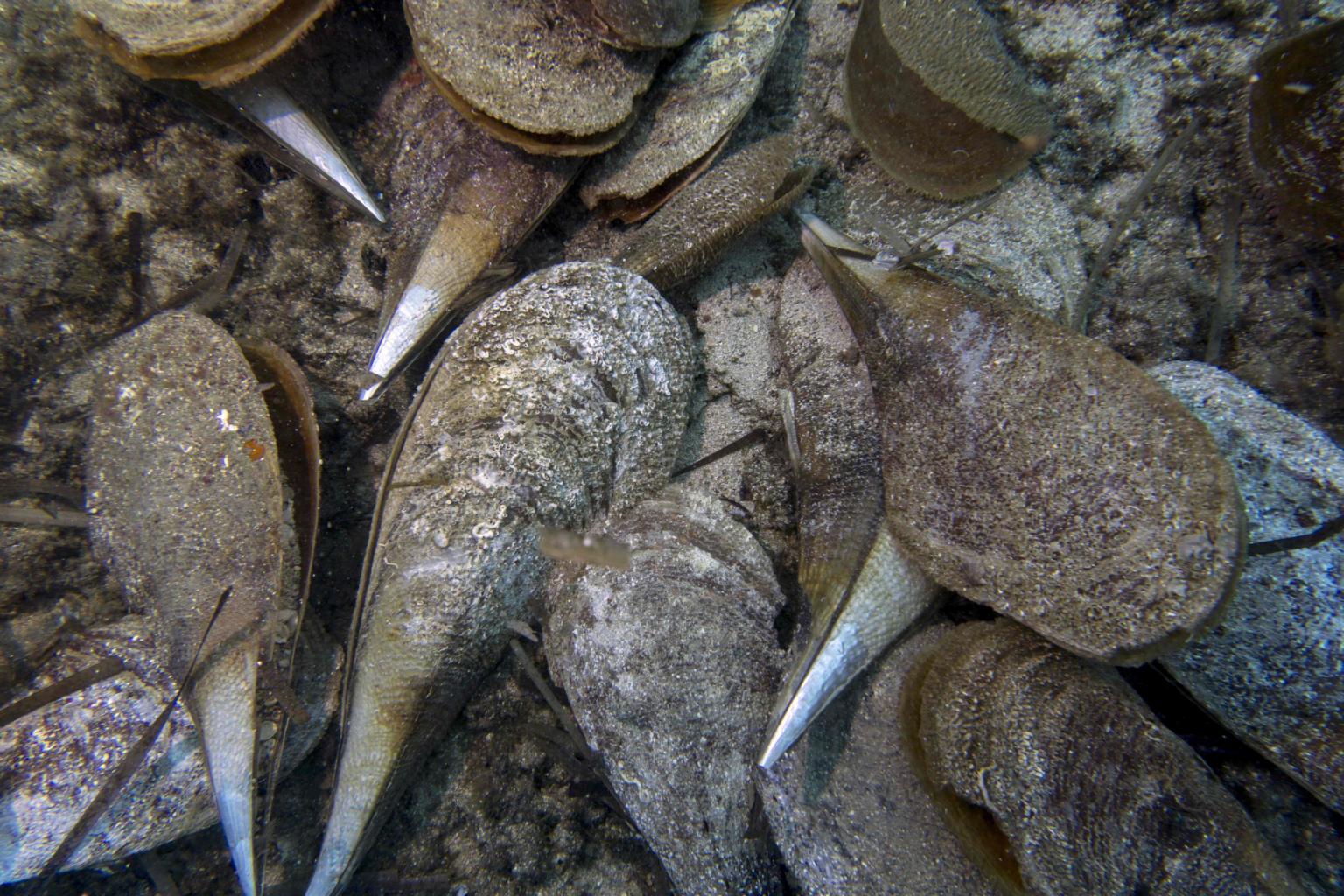 Tiny killer threatens giant clam, an aquatic emblem of the ...