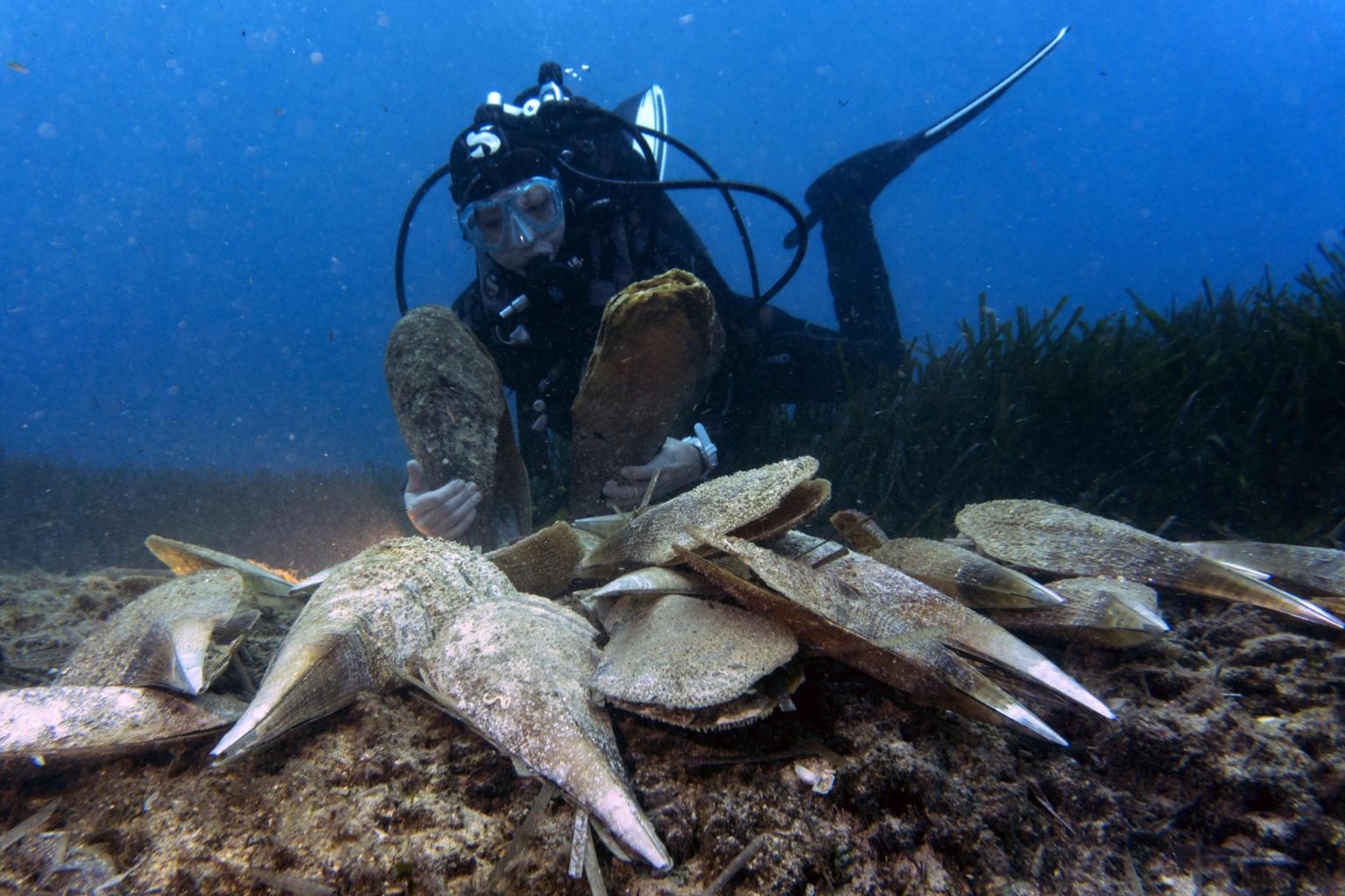 Tiny killer threatens giant clam, an aquatic emblem of the ...