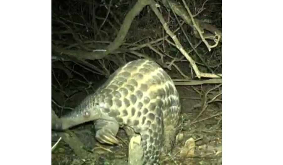 New footage released of rare giant pangolins in Africa | The Straits Times