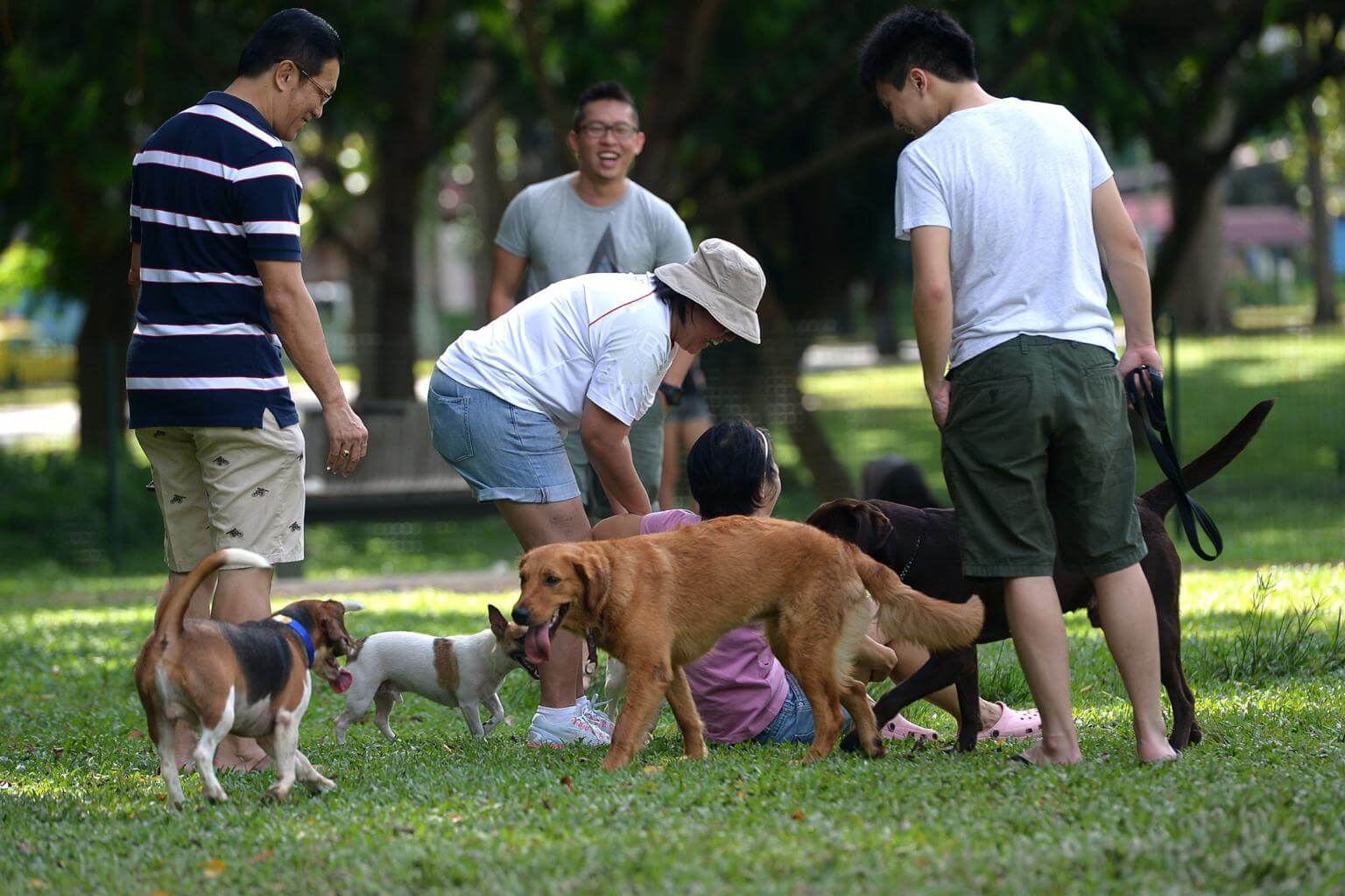 CIMB Bank Singapore unveils insurance for pet dogs and cats | The ...