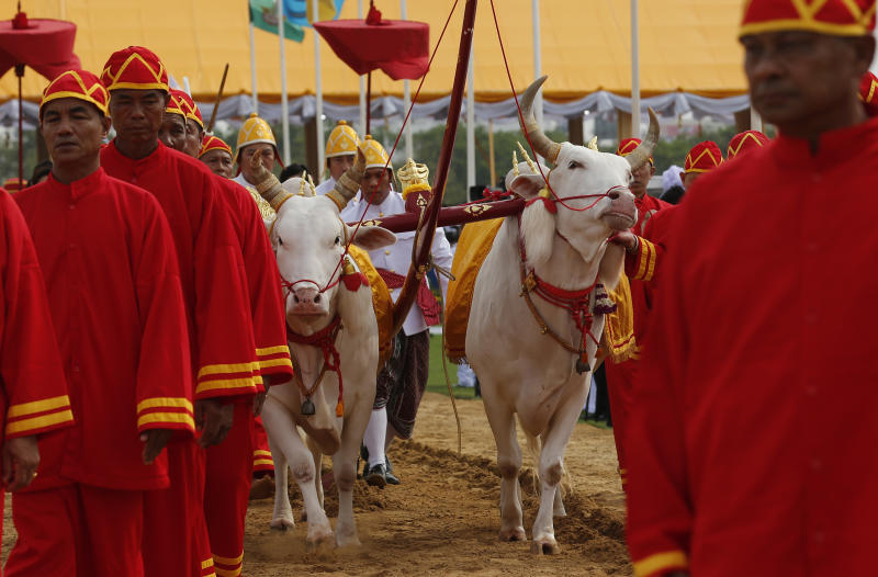 Ploughing ahead: Sacred oxen predict 'abundant' Thai harvest | The ...