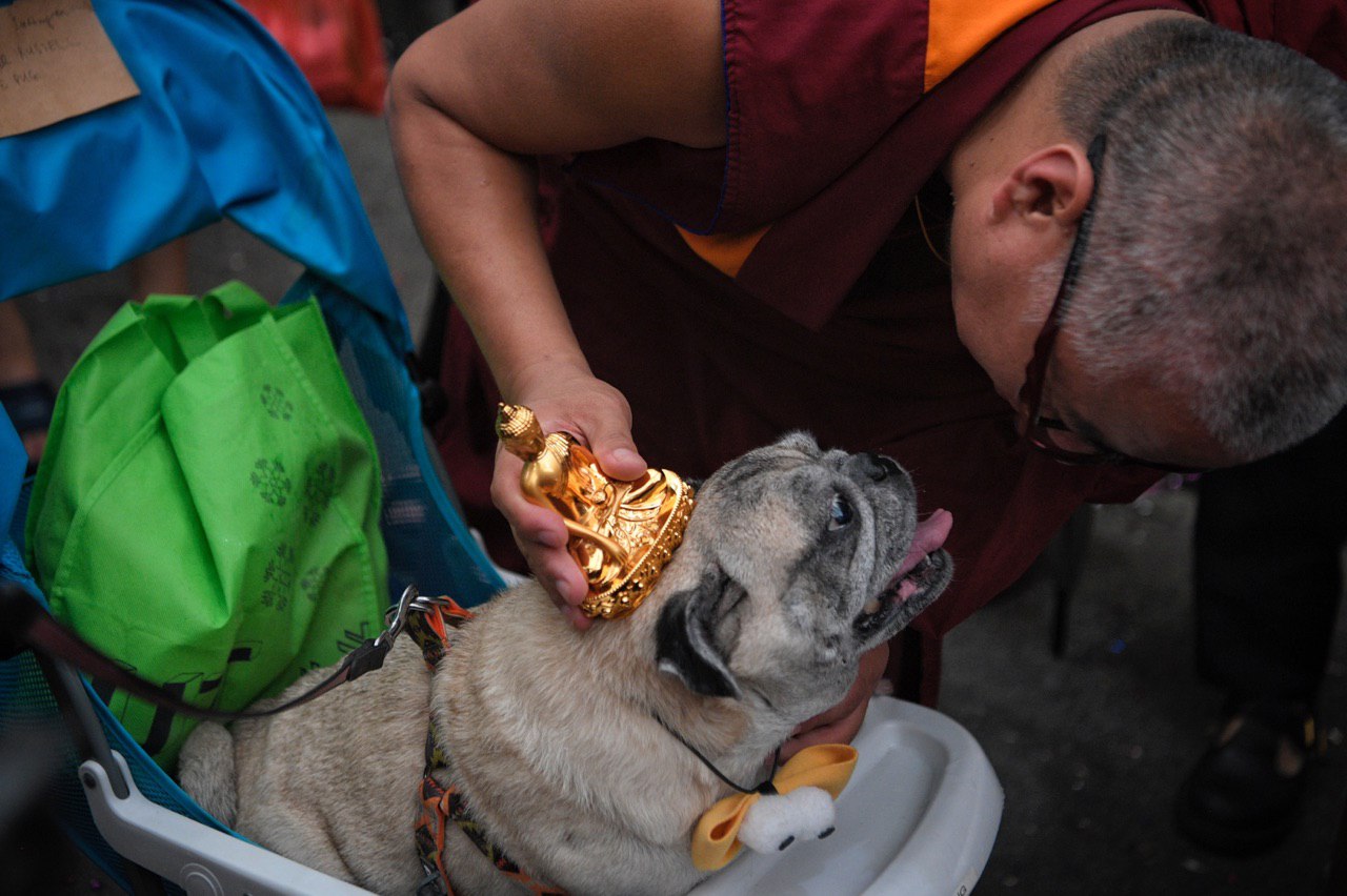 Paws for reflection: Animals blessed and rehomed as Buddhist temple ...