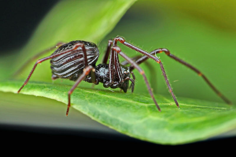 NParks discovers 40 potentially new species of animals in Bukit Timah ...