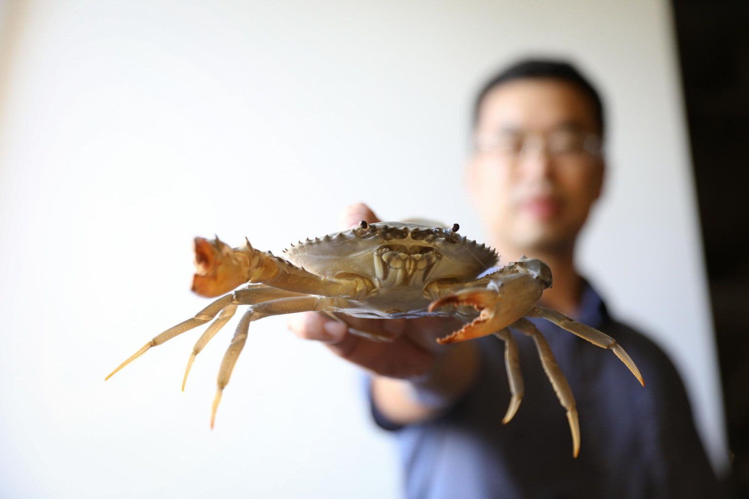 Crab-in-a-lab project a sustainable and clean way to restock dwindling ...