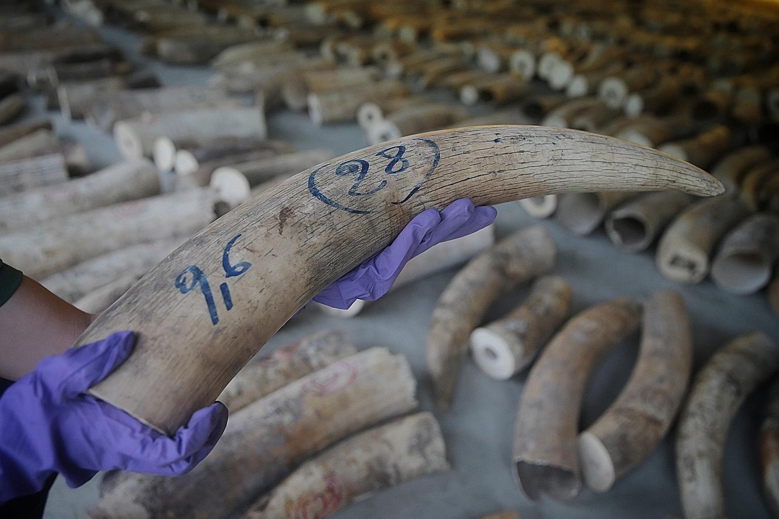 Record 8.8 tonnes of ivory worth $17.6m seized | The Straits Times