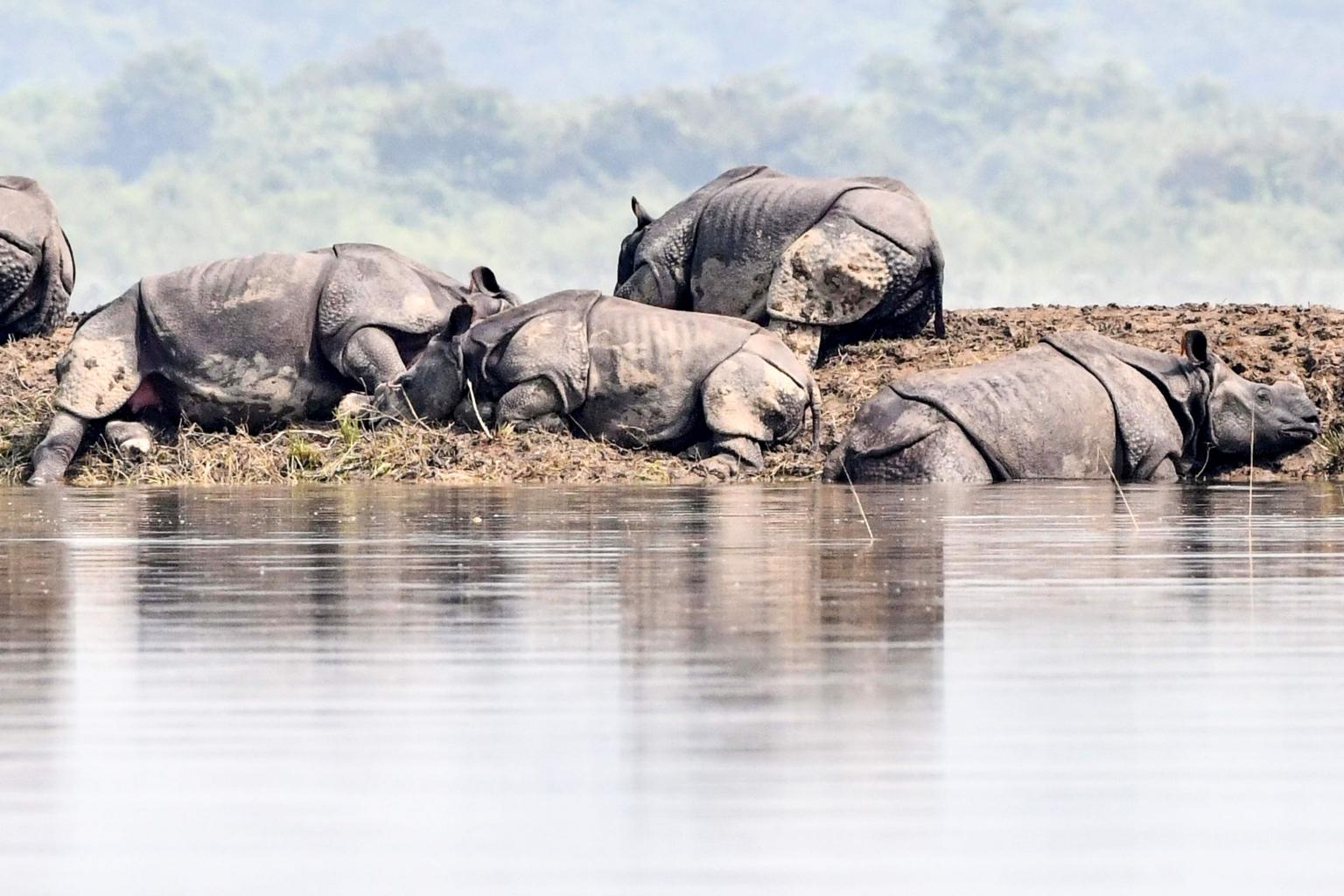 Battle to rescue wildlife at India's flood-hit animal park | The ...