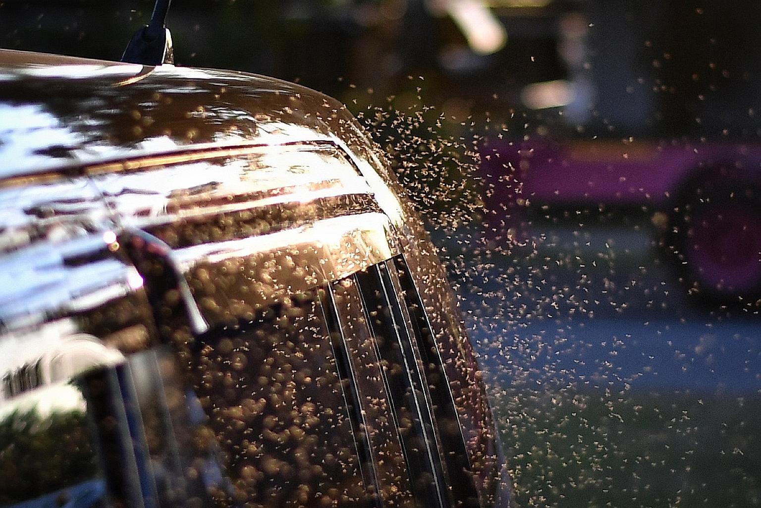 Return of midges in area around Pandan Reservoir ‘like horror movie ...