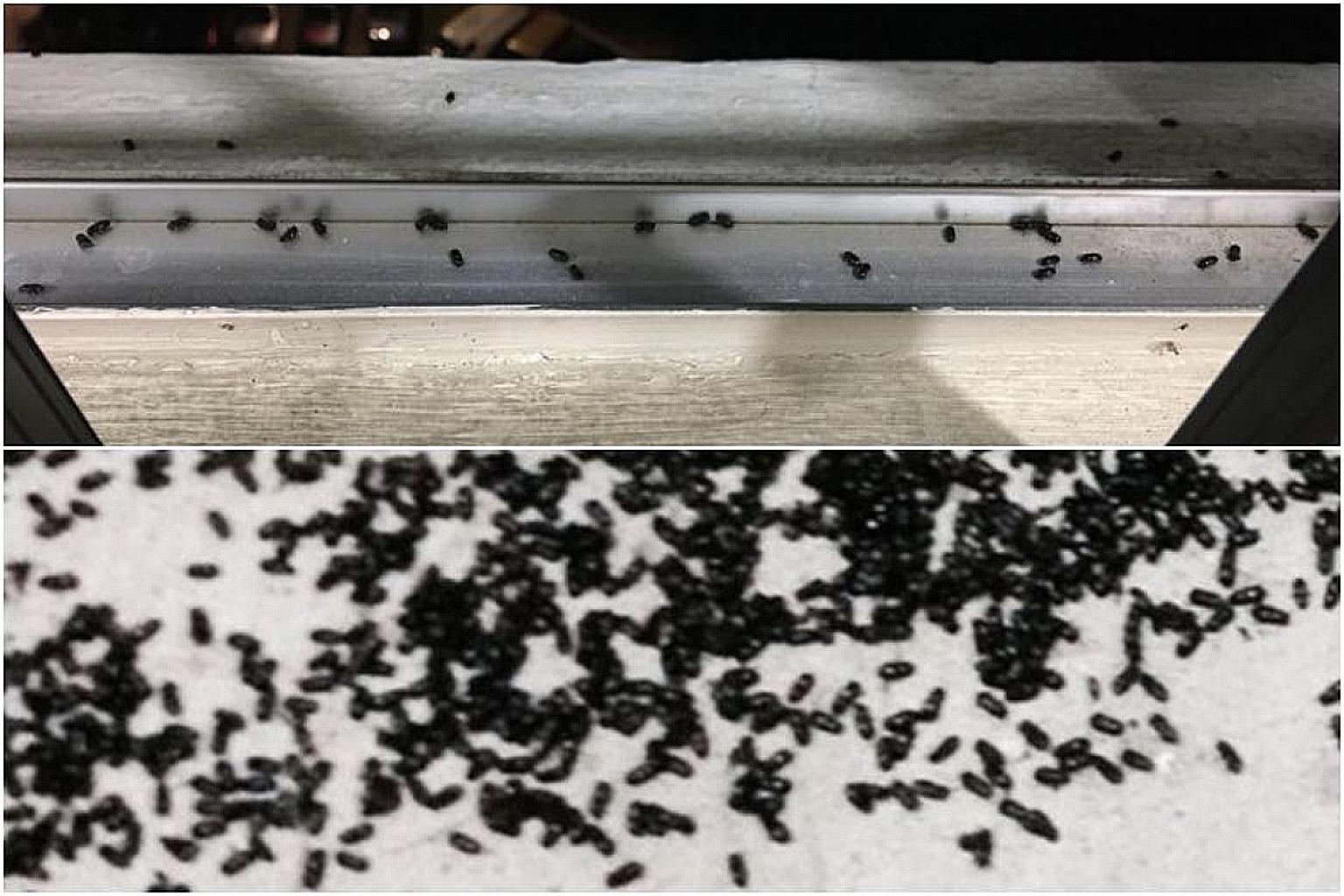 Black insects bug Bukit Batok residents | The Straits Times