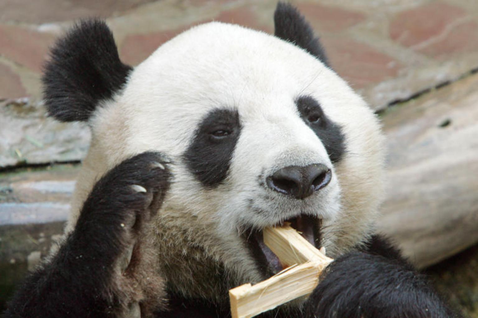 Thai zoo solves mystery of celebrity panda's death | The Straits Times