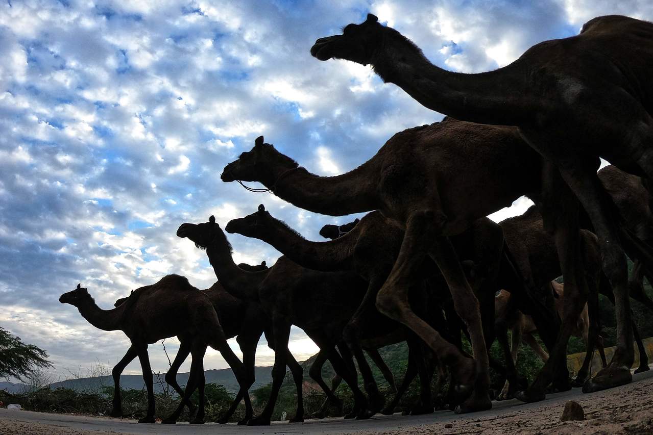 Snipers to cull up to 10,000 wild camels in drought-stricken Australia ...