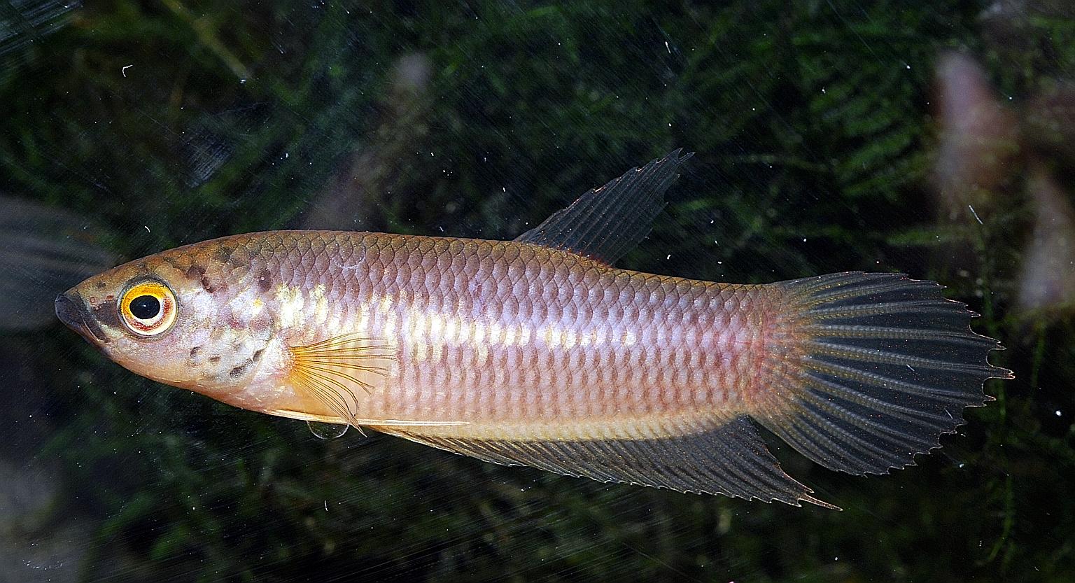 Betta in the wild: Plain ancestors of Siamese fighting fish facing ...