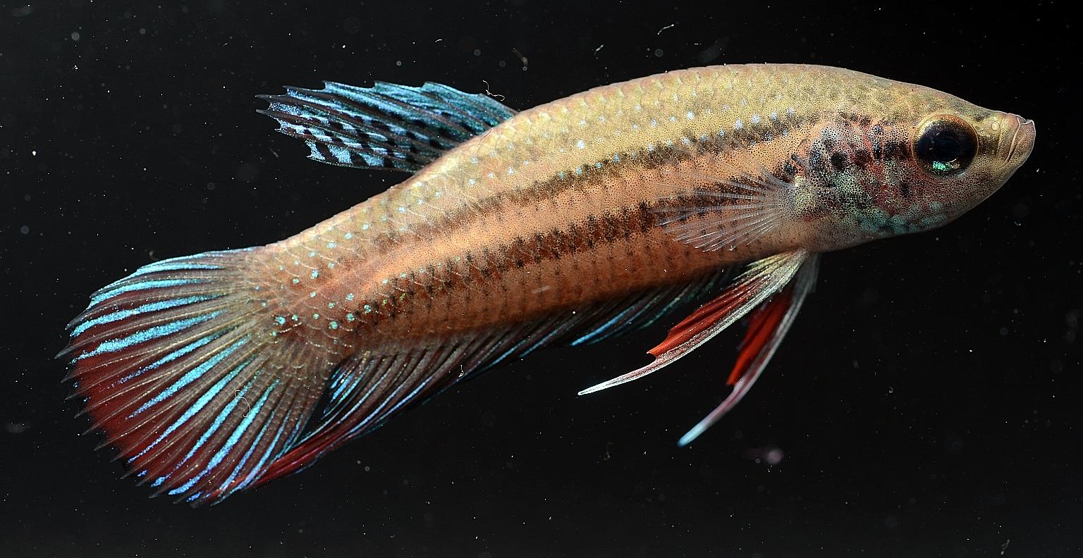 Betta in the wild: Plain ancestors of Siamese fighting fish facing ...