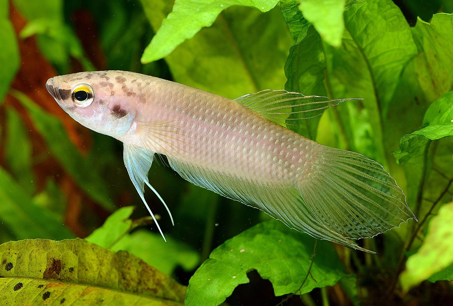 Betta in the wild: Plain ancestors of Siamese fighting fish facing ...
