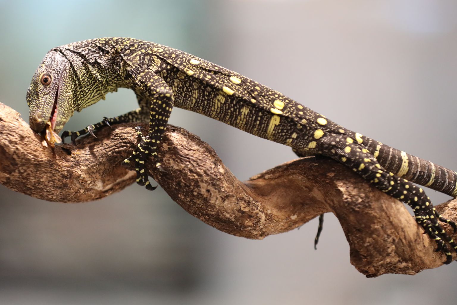 World's first second-generation crocodile monitors hatch in Singapore ...