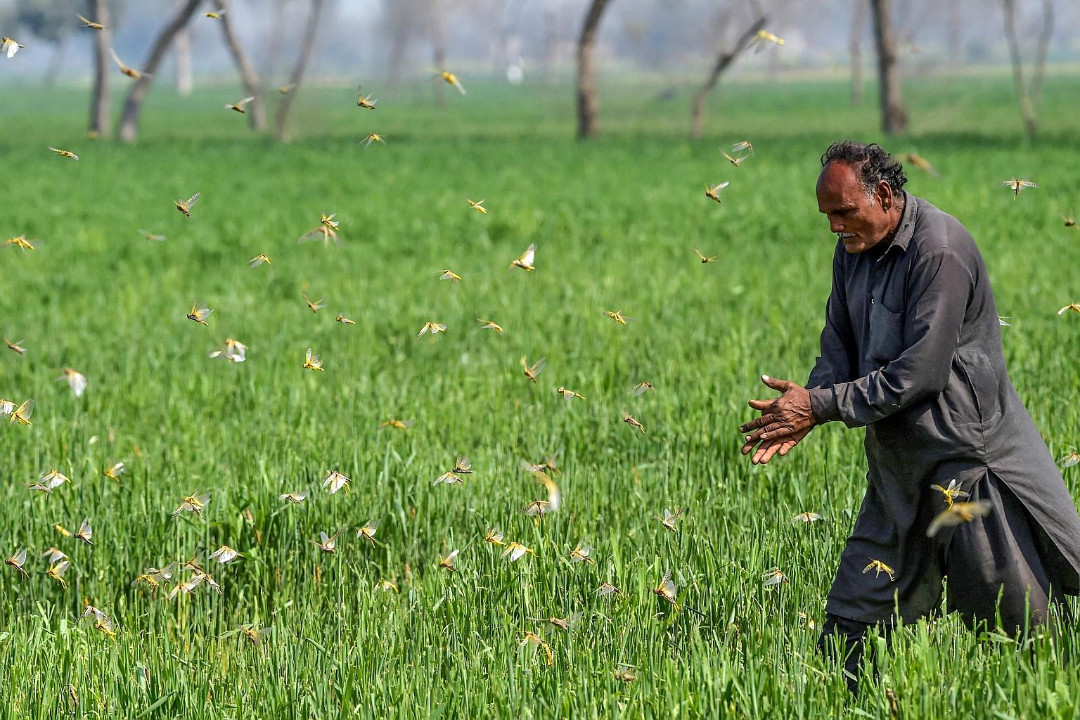 Pakistan farmers plagued by locusts | The Straits Times